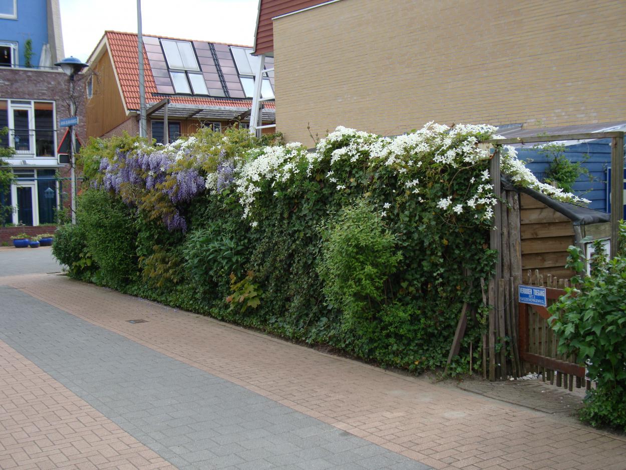 Groene erfafscheiding | Eindhovenduurzaam